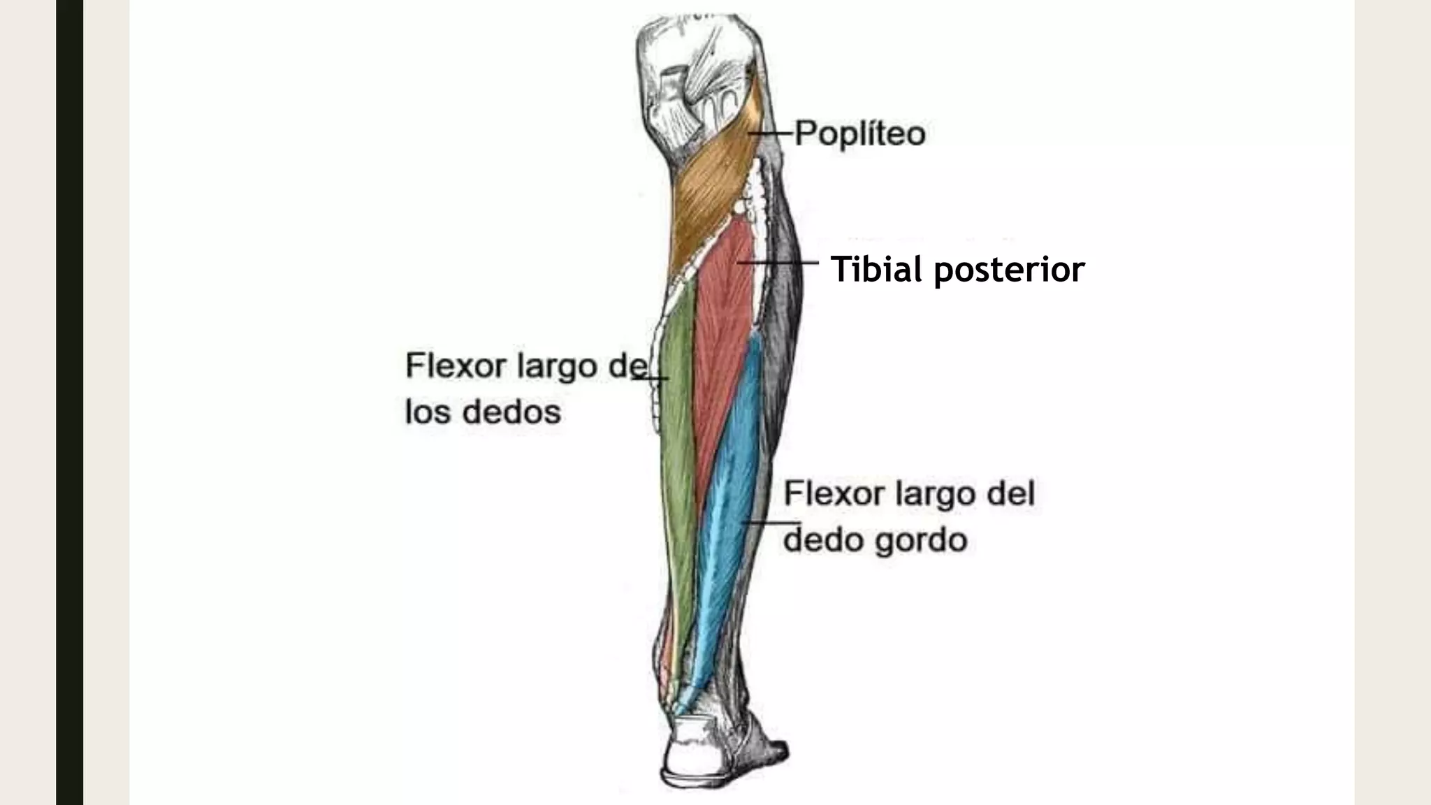 Anatomía de la pierna.pptx