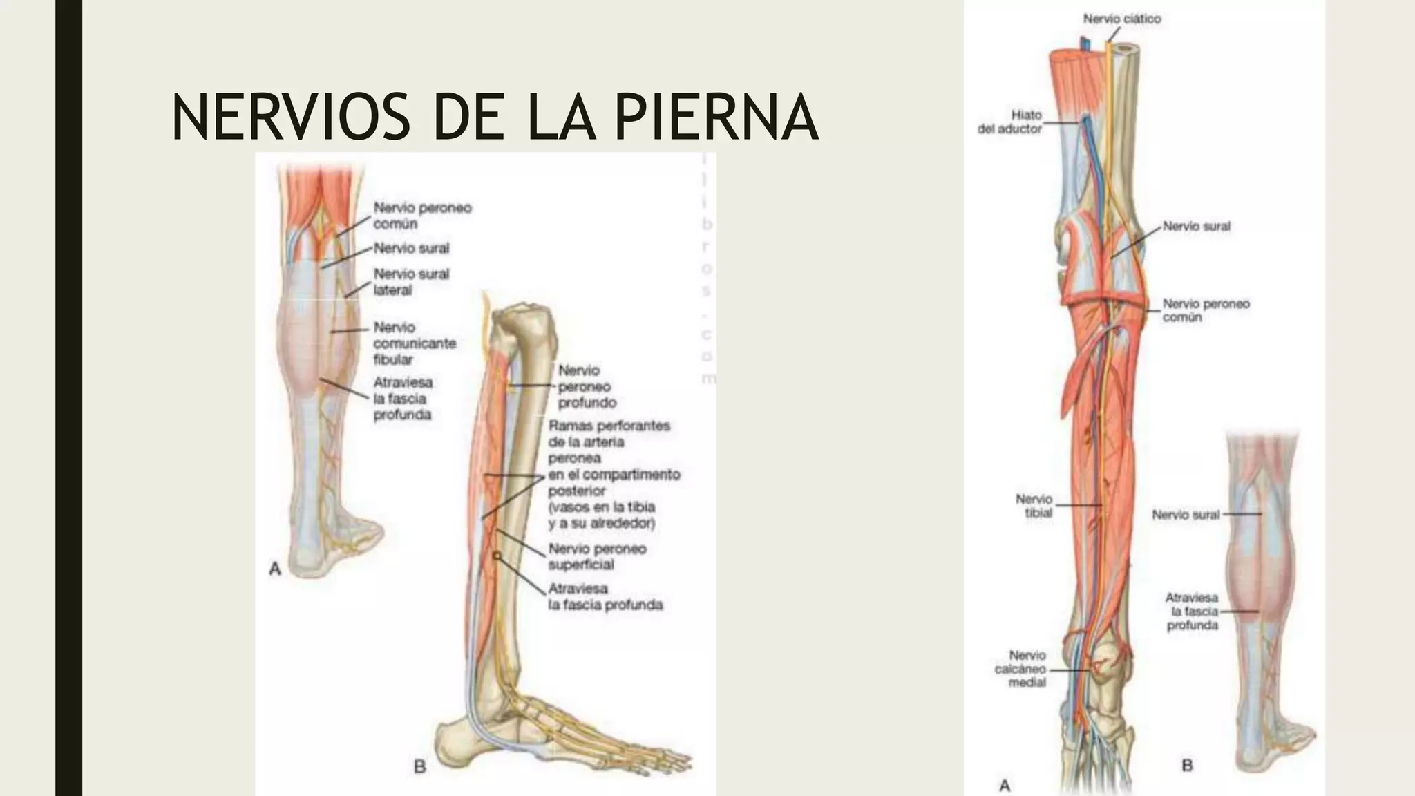 Anatomía de la pierna.pptx