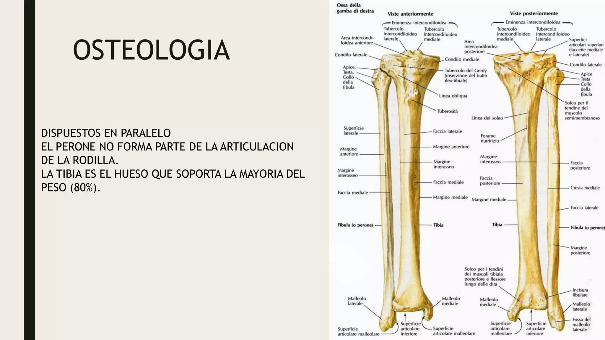 Anatomía de la pierna.pptx