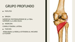 Anatomía de la pierna.pptx