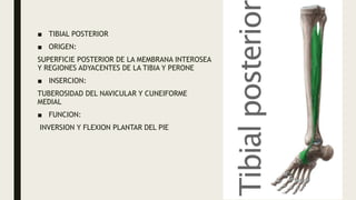 Anatomía de la pierna.pptx