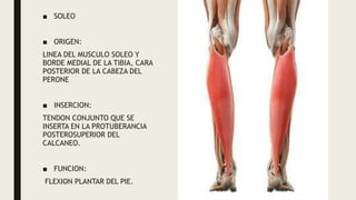 Anatomía de la pierna.pptx