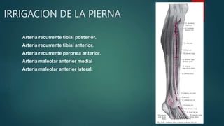 Anatomia de la pierna, osea, musculos.pptx