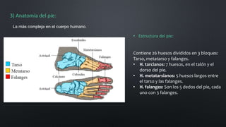 ANATOMIA DE LA PIERNA HUMANA.pptx