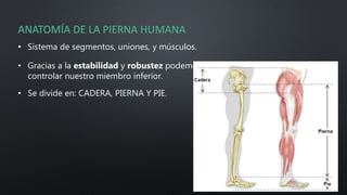 ANATOMIA DE LA PIERNA HUMANA.pptx