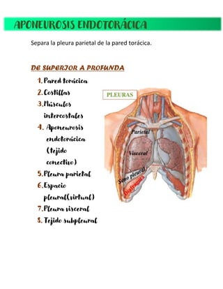 Anatomía De La Pleura Pleuras Y Pulmones | PDF | Pulmón | Aorta