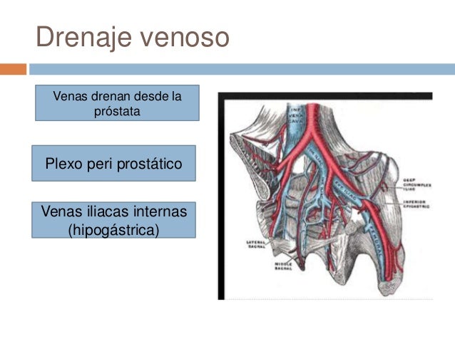 Anatomia de la prostata