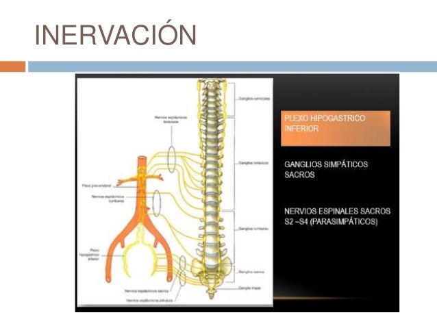 Anatomia de la prostata