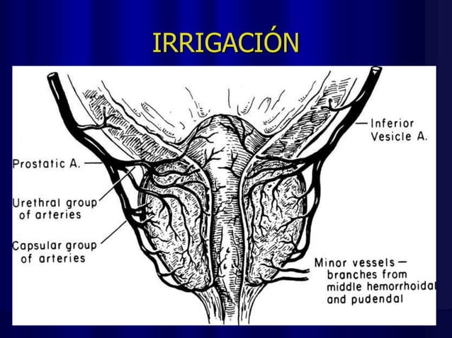 ANATOMIA DE LA PROSTATA.ppt