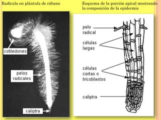 Anatomia de la raiz | PDF