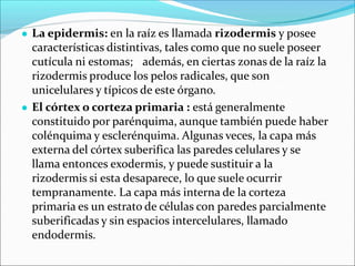 Anatomia de la raiz.pptx