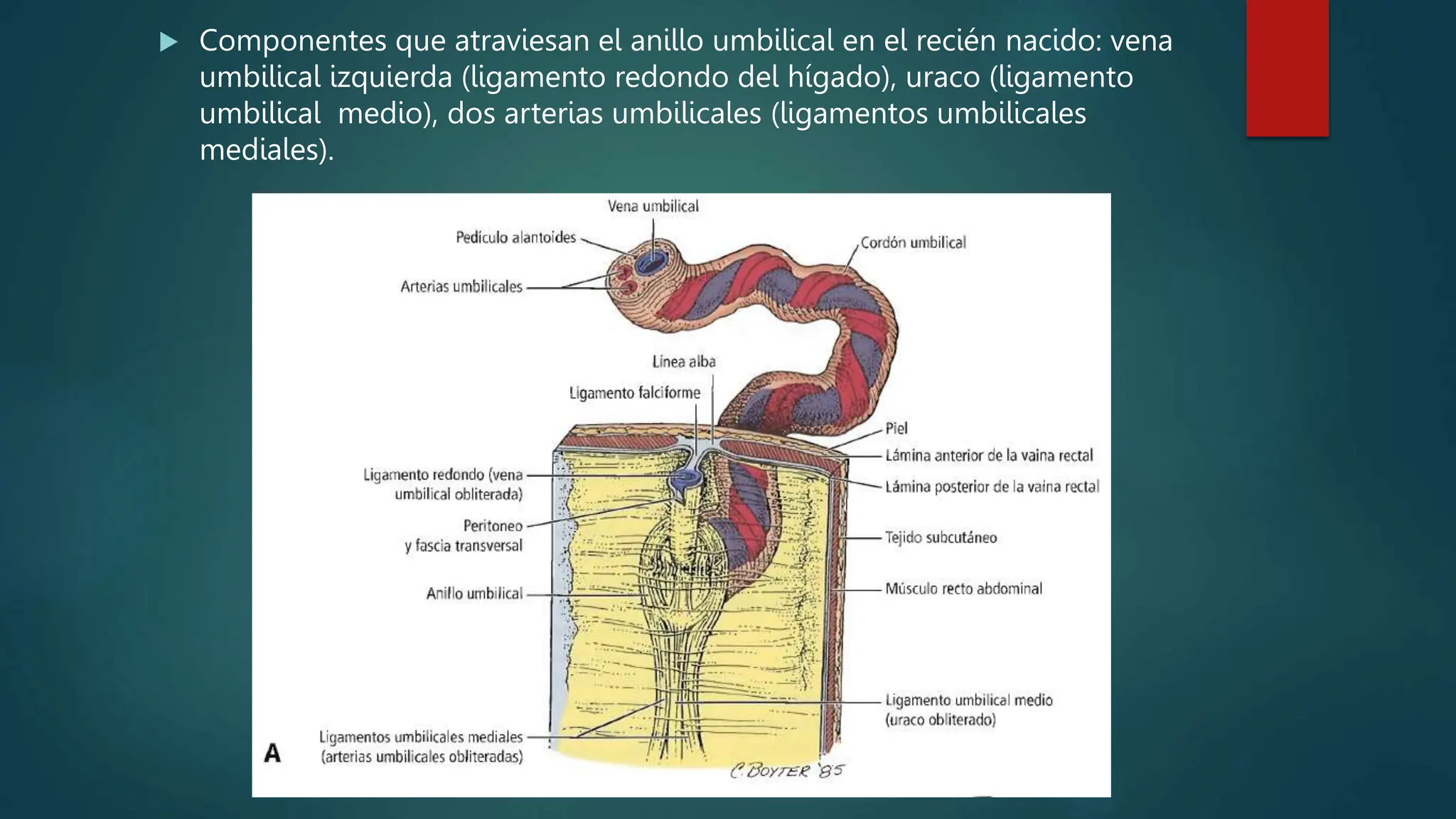 Anatomia de la región umbilical, hernia umbilical.pptx