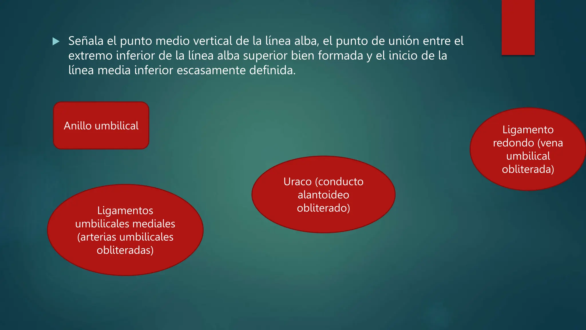 Anatomia de la región umbilical, hernia umbilical.pptx