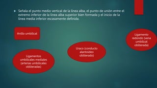 Anatomia de la región umbilical, hernia umbilical.pptx