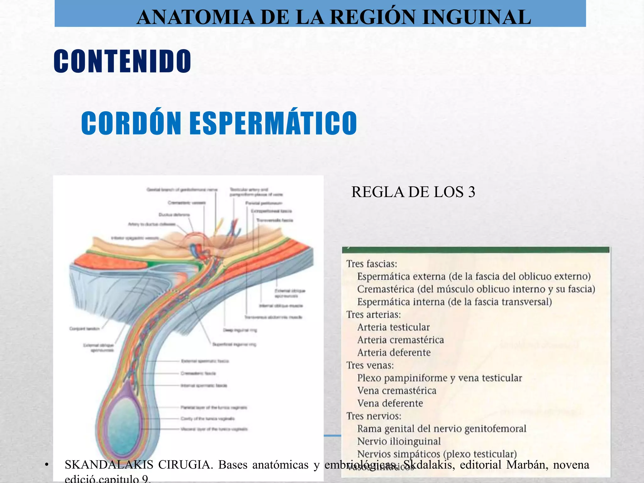 ANATOMIA DE LA REGION INGUINAL .ppt