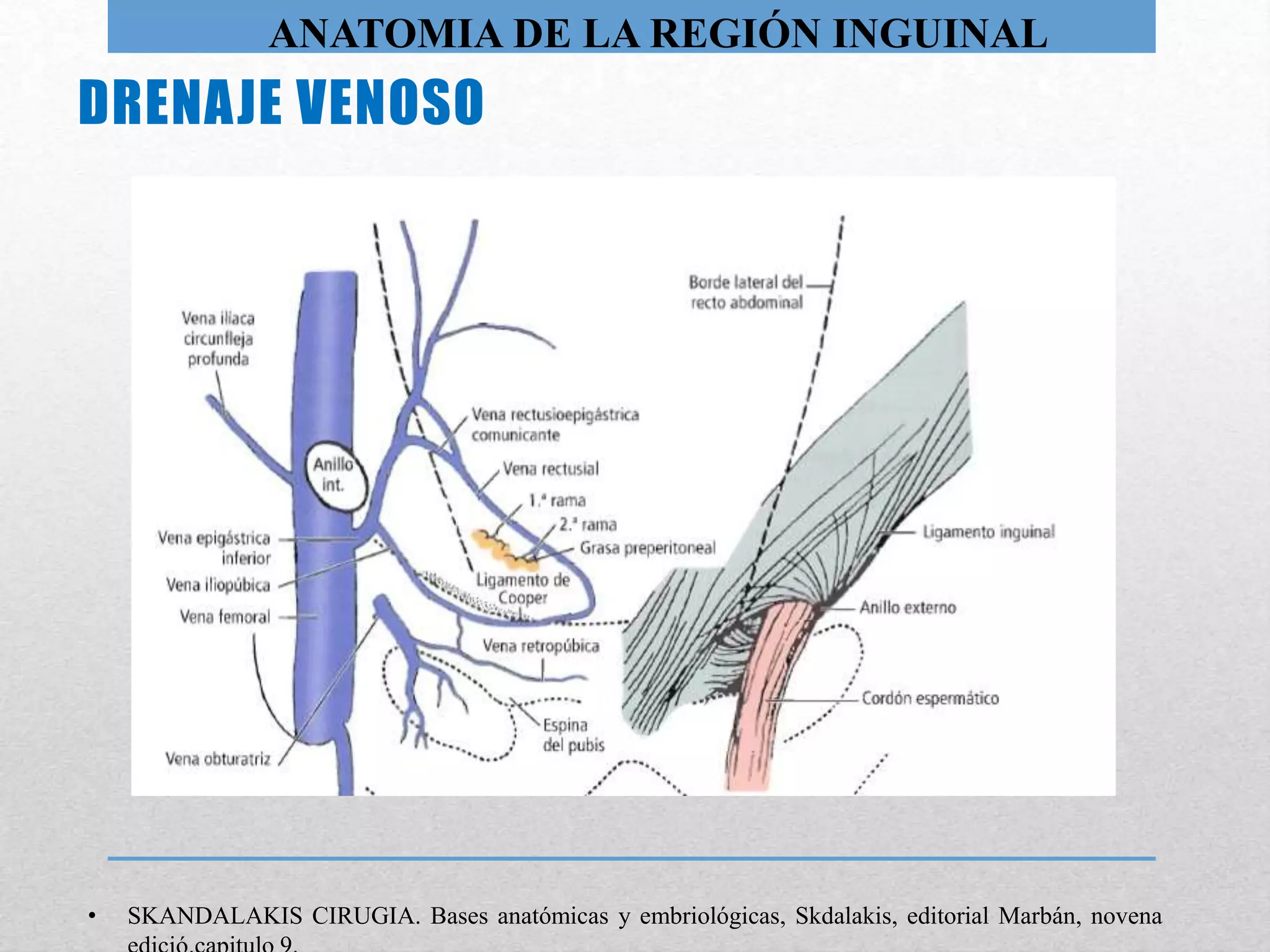 ANATOMIA DE LA REGION INGUINAL .ppt