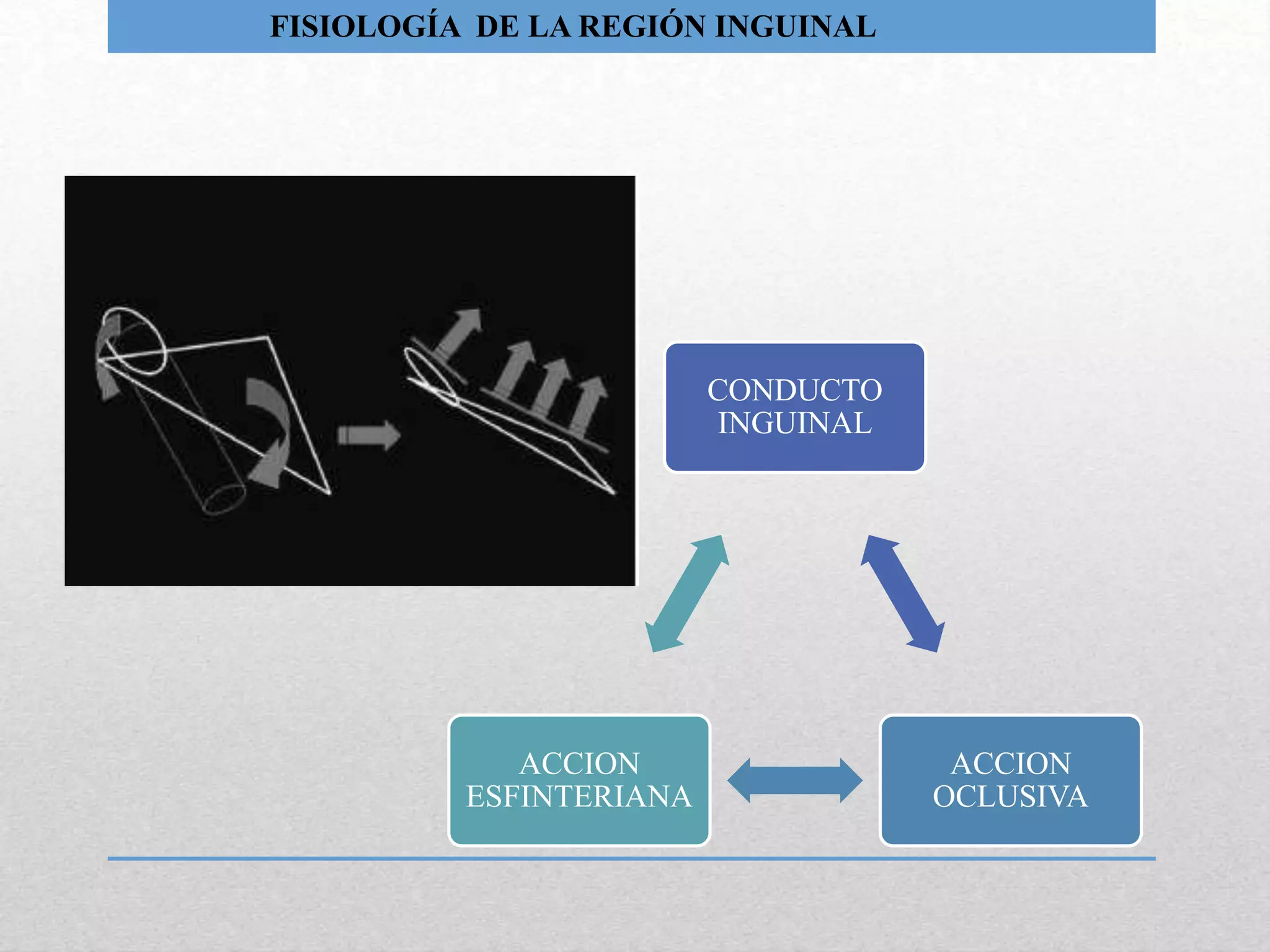 ANATOMIA DE LA REGION INGUINAL .ppt
