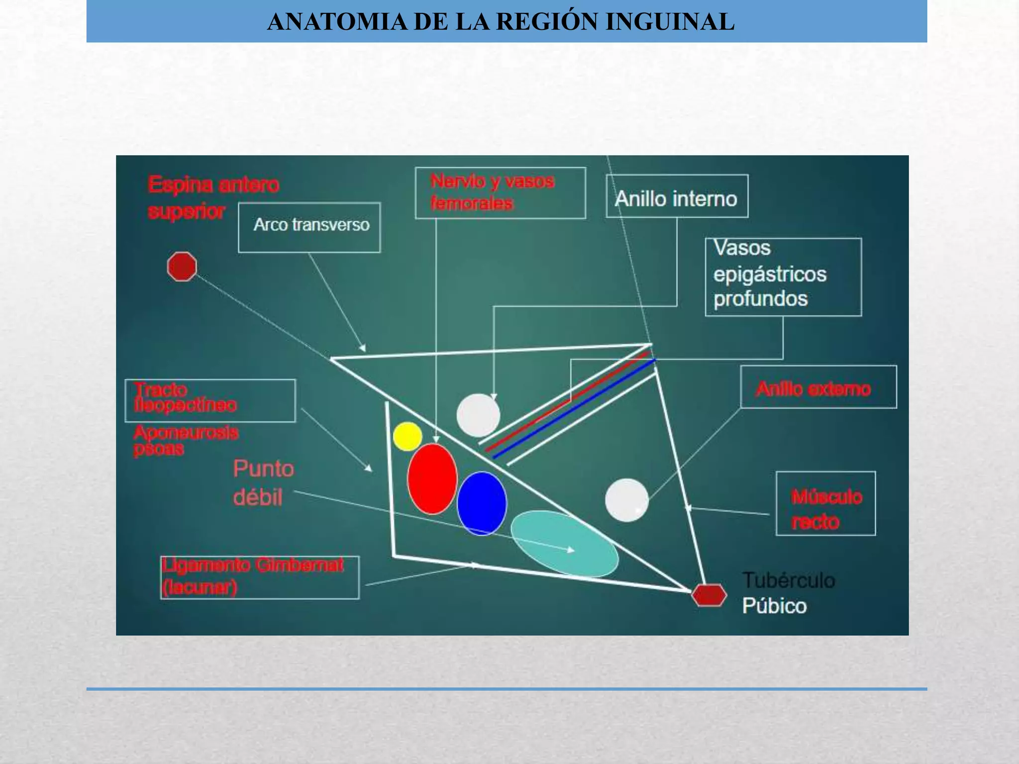 ANATOMIA DE LA REGION INGUINAL .ppt