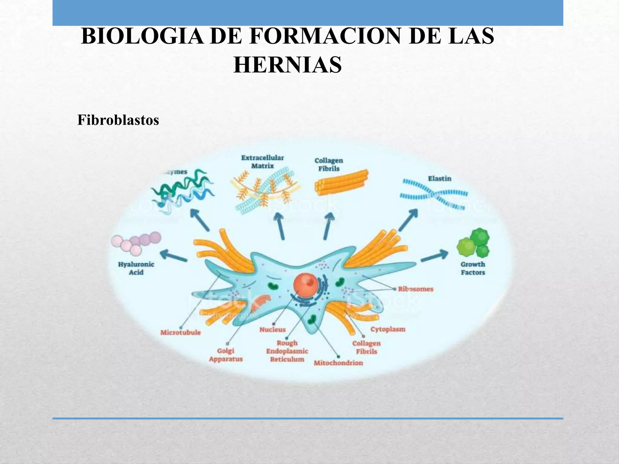 ANATOMIA DE LA REGION INGUINAL .ppt