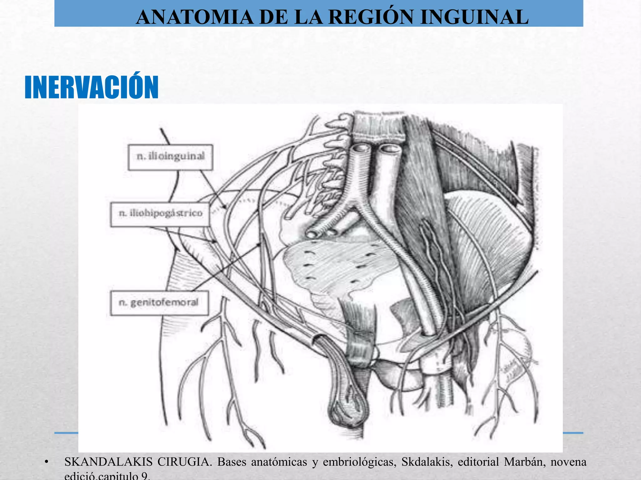 ANATOMIA DE LA REGION INGUINAL .ppt