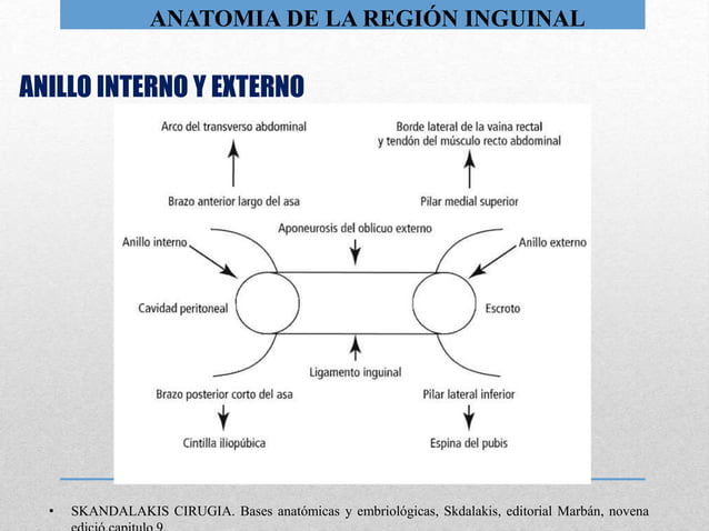 ANATOMIA DE LA REGION INGUINAL .ppt
