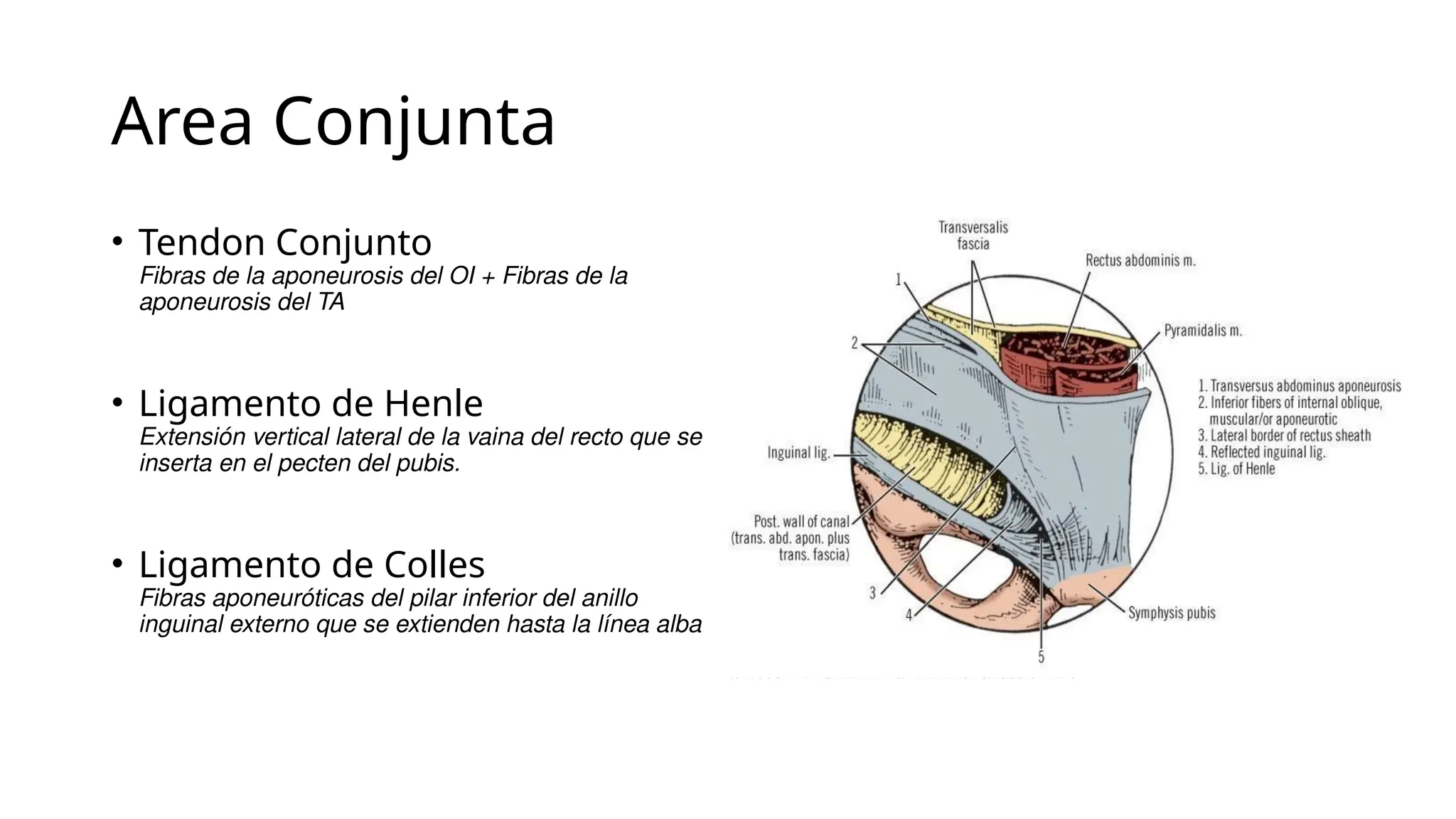 Anatomia Basica de la Region Inguinal.pptx