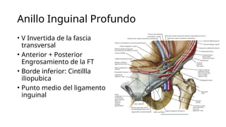 Anatomia Basica de la Region Inguinal.pptx