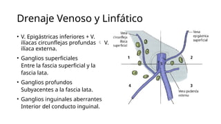 Anatomia Basica de la Region Inguinal.pptx