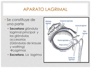 Anatomia De La Region órbitaria Y Globo Ocular Pptx