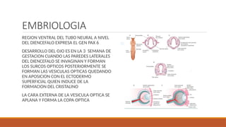 ANATOMIA DE LA RETINA presentacion de power point.pptx