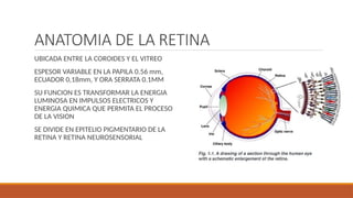 ANATOMIA DE LA RETINA presentacion de power point.pptx
