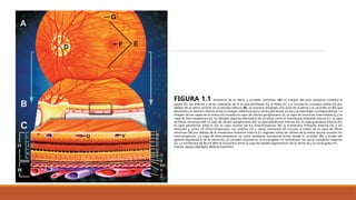 ANATOMIA DE LA RETINA presentacion de power point.pptx