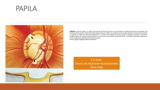 ANATOMIA DE LA RETINA presentacion de power point.pptx