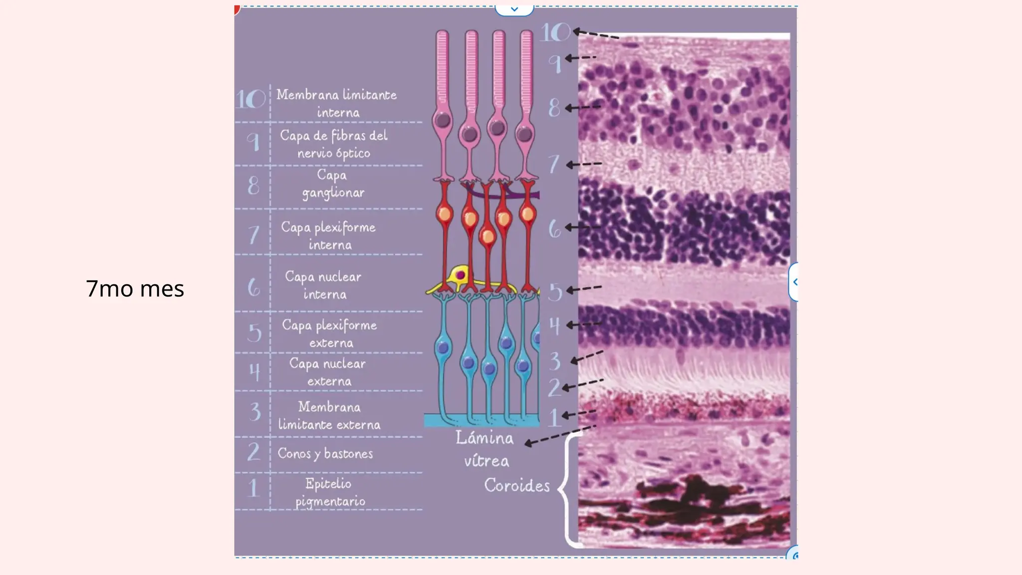 Anatomía de la Retina: Estructura y Función | PPTX