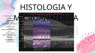 Anatomía de la Retina: Estructura y Función | PPTX