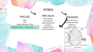 Anatomía de la Retina: Estructura y Función | PPTX