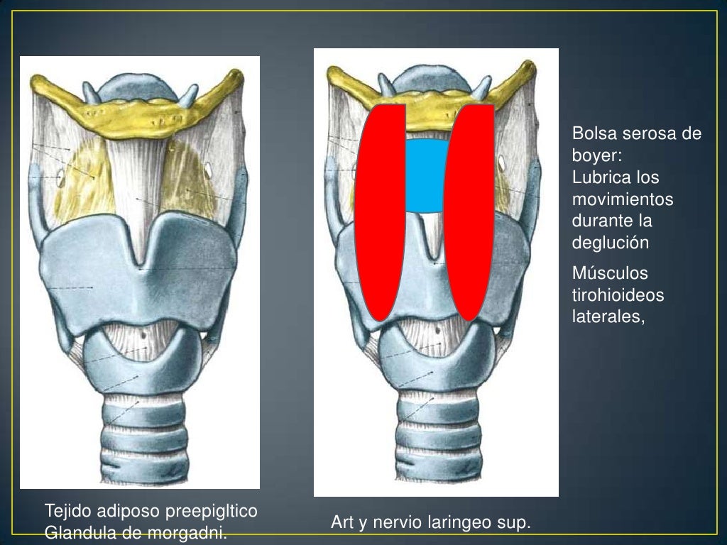 Anatomia de laringe