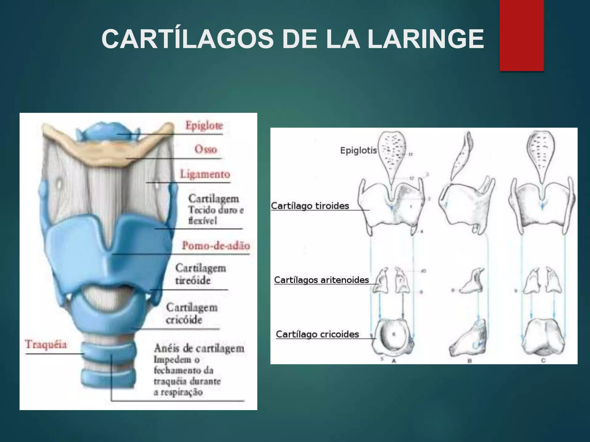 Anatomia de laringe | PPT