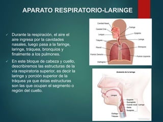 Laringe Y Faringe Traquea