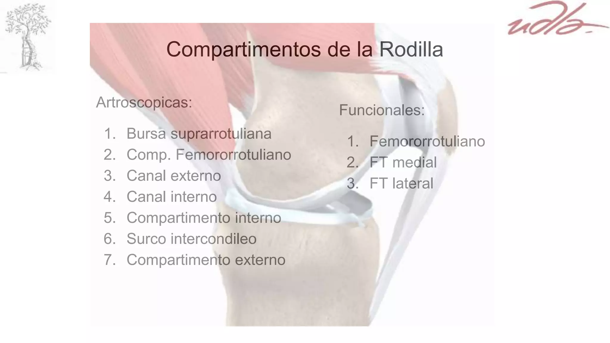 ANATOMIA DE LA RODILLA.pptx