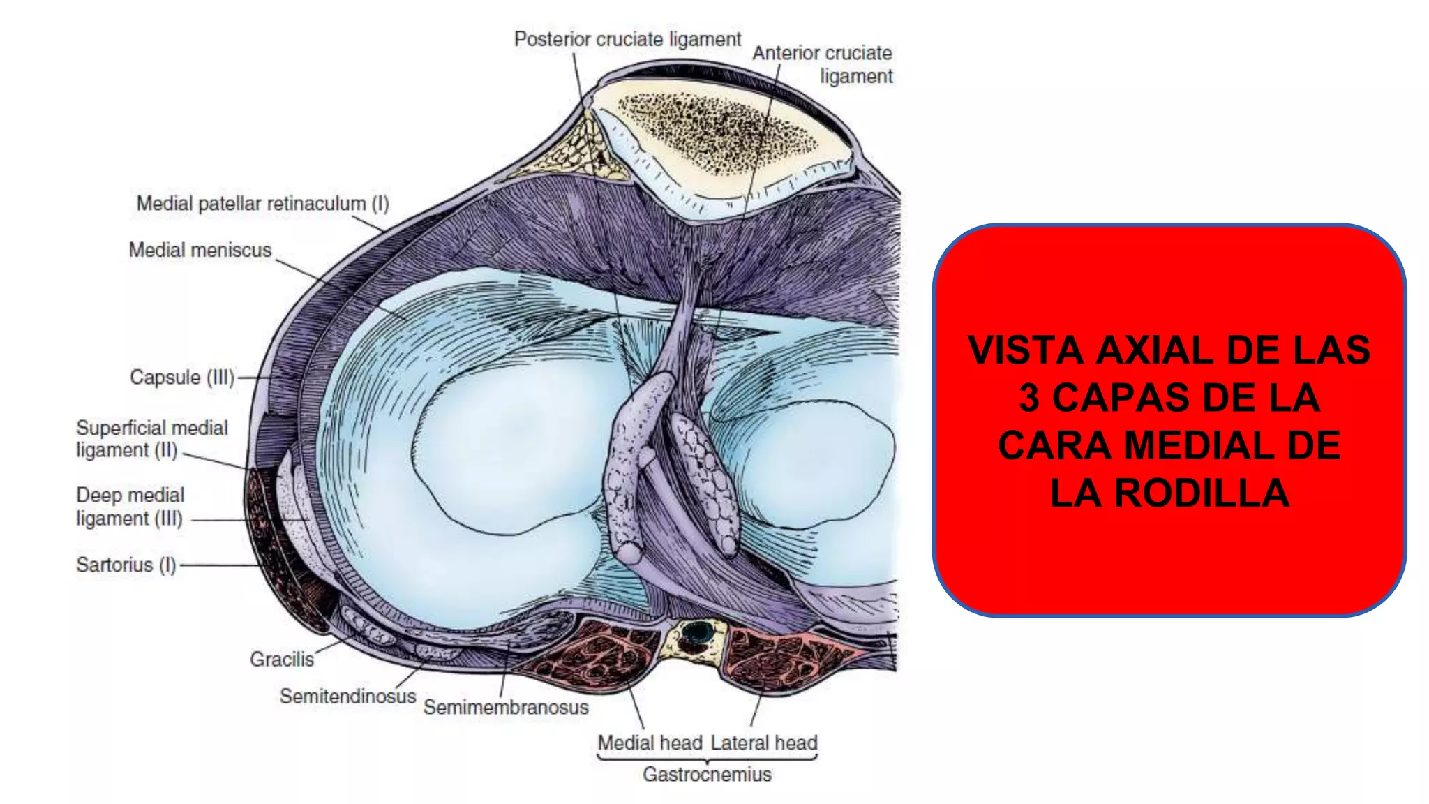 ANATOMIA DE LA RODILLA.pptx
