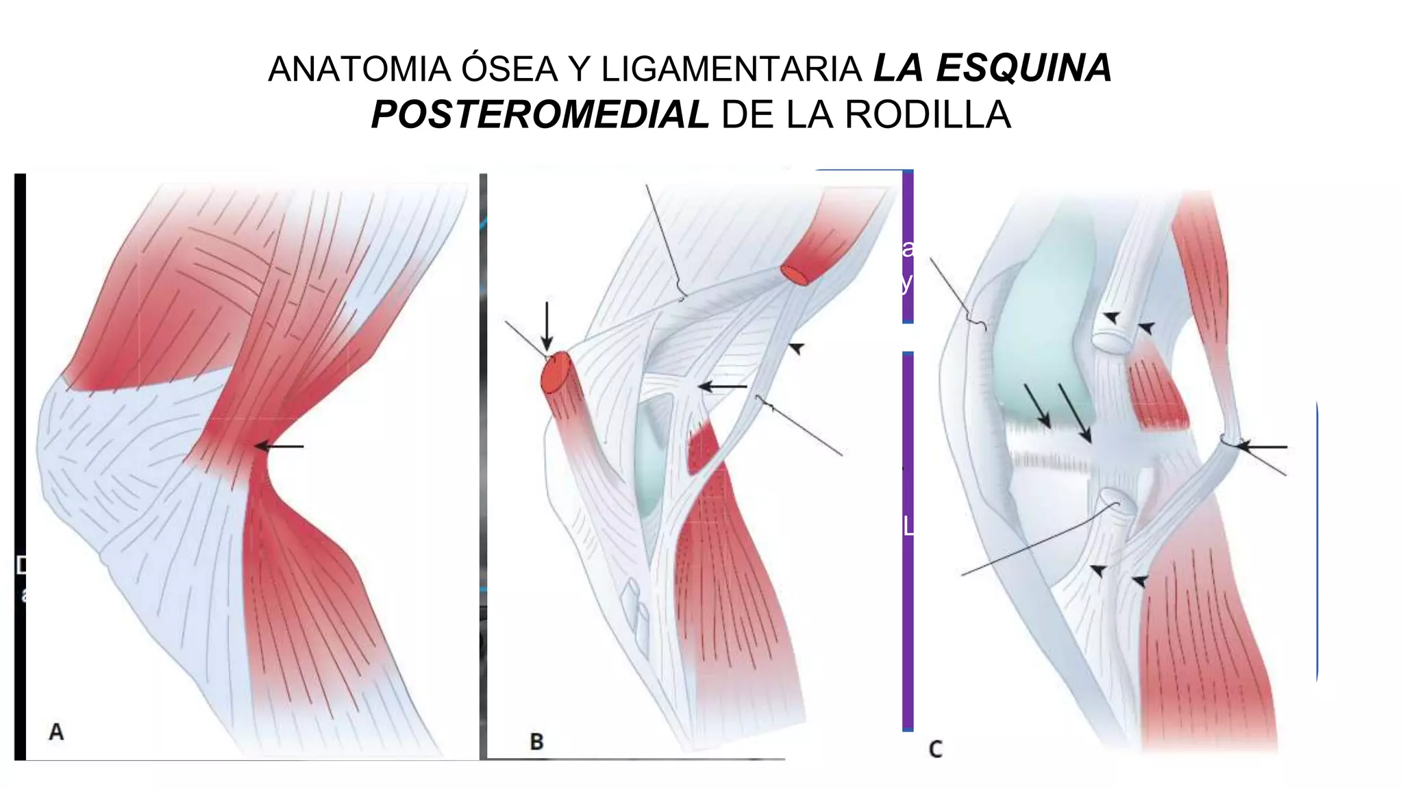 ANATOMIA DE LA RODILLA.pptx
