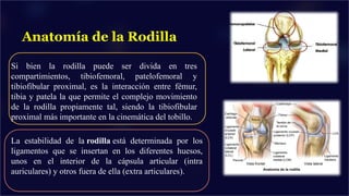 Anatomia de la rodilla Traumatología.pptx