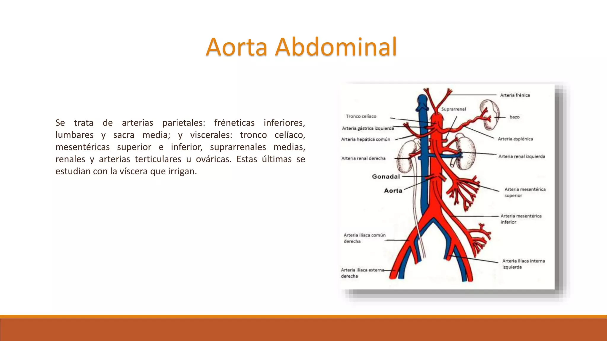 Anatomia de las arterias | PPTX