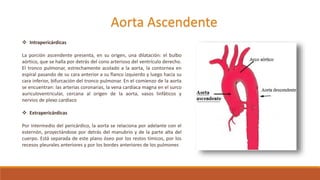 Anatomia de las arterias | PPTX