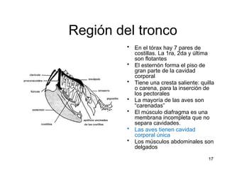 Anatomia de las Aves - Para Veterinaria.pptx