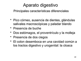Anatomia de las Aves - Para Veterinaria.pptx