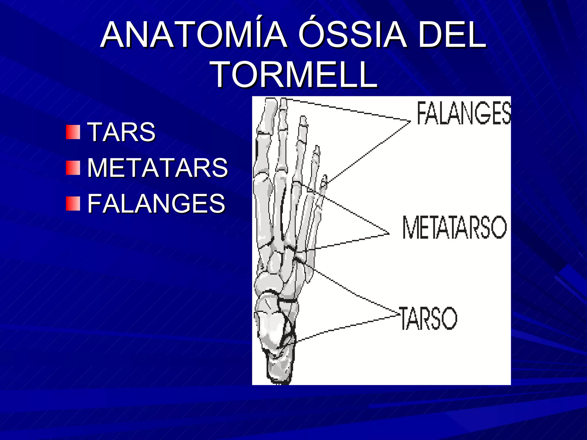 Anatomia de las extremidades inferiores | PPT