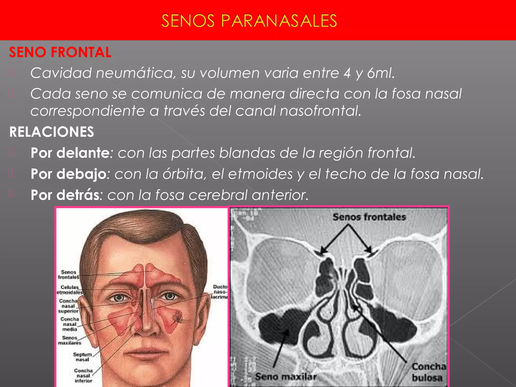 Anatomia de las fosas nasales y senos paranasales | PPT