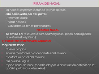 Anatomia de las fosas nasales y senos paranasales | PPT